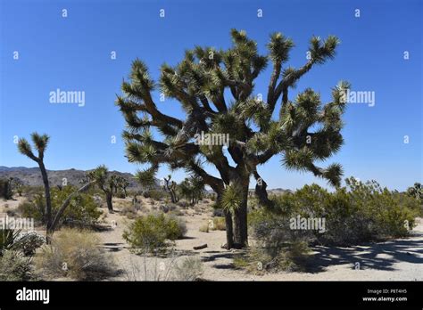 California Joshua Trees Growing In The Mojave Desert Preserve In