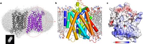 Structure Of Nis A Two Nis Molecules Entirely Embedded In A Detergent