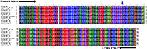 multiple alignment of sequences obtained from 18 1861613 primer in 12