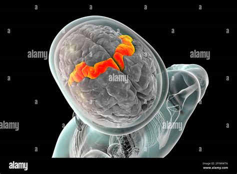 Precentral Gyrus