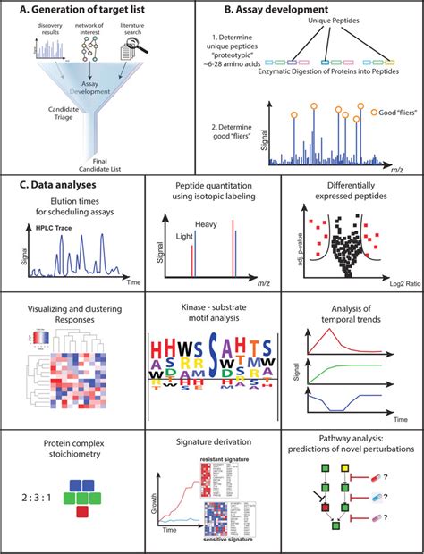 Typical Targeted Proteomics Workflow A Discovery Results From