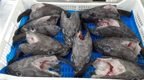 Artisanal Patagonian Toothfish Chilean Sea Bass Wild Oceans