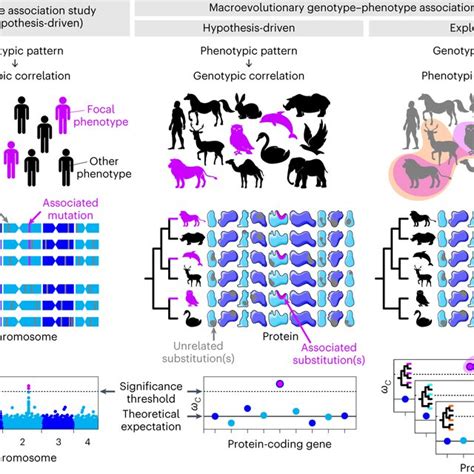 Analysis Of The Genotype Phenotype Association Within And Between Download Scientific Diagram
