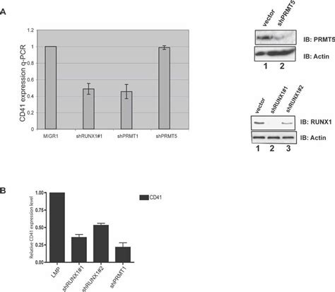 expression of cd41 a direct target gene of runx1 is regulated by