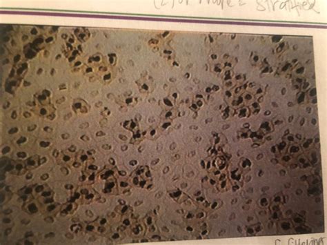 Chapter 5 Lab Flashcards Quizlet