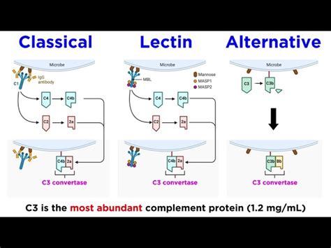 Understanding The Complement System Classical Lectin And Alternative Pathways Galaxy Ai