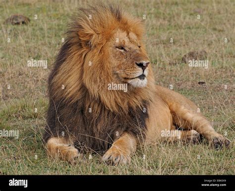 Lion Panthera Leo Male Lying In Savanna Kenya Masai Mara National