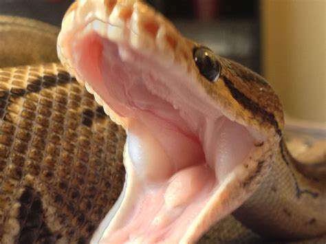 Cute Ball Python Yawn
