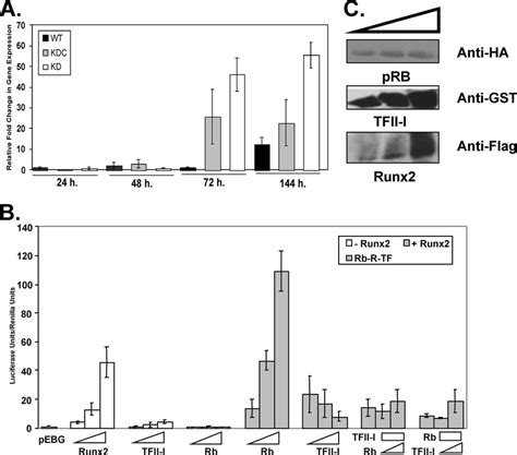 tfii i inhibits runx2 rb induced transcription of osteocalcin gene a