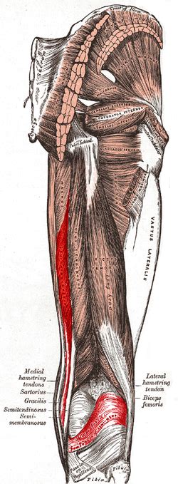 Semimembranosus Muscle Wikilectures