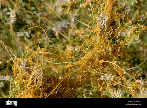 California Dodder Weed Control