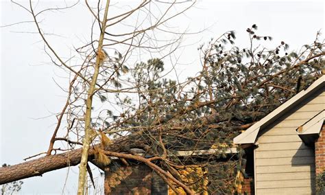 How To Avoid Roof Damage From Trees And Deal With A Fallen Tree Iko