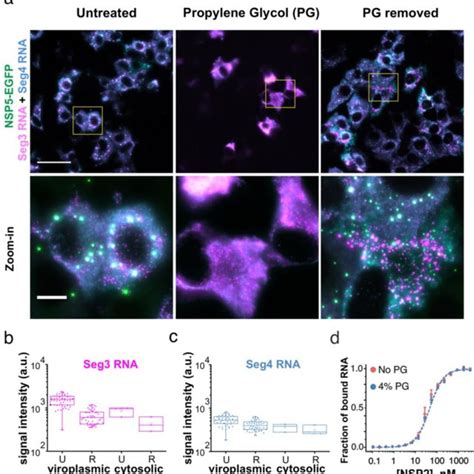 Rotavirus Replication Factories Are Rna Protein Condensates Sensitive Download Scientific