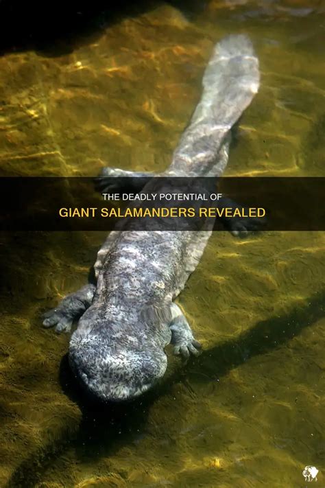 The Deadly Potential Of Giant Salamanders Revealed Petshun