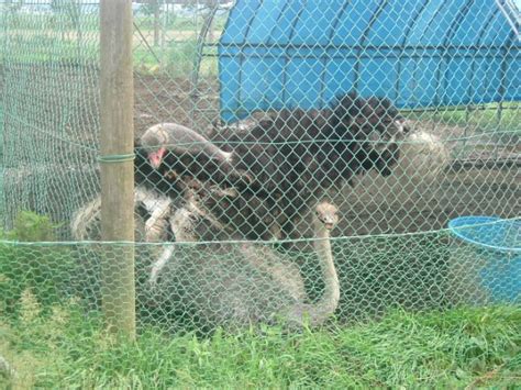 Ostrich Sex By Johnnymoscow On Deviantart