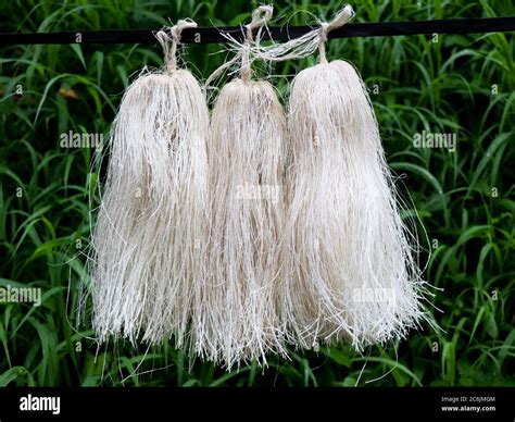 Odapoovu Or Bamboo Flower Made Of Beaten Bamboo A Special Offering At Kottiyoor Temple