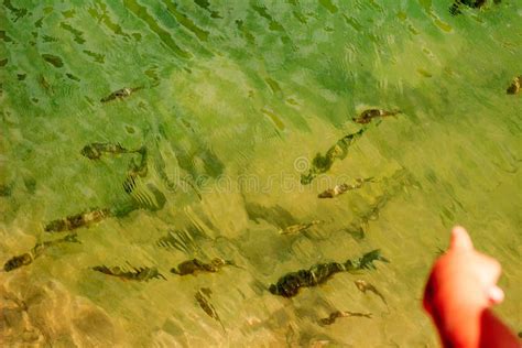 Fish In The Pond Stock Photo Image Of Ecology Branch