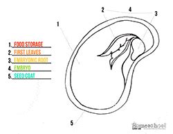 Seed To Plant Coloring Worksheet The Crafty Classroom