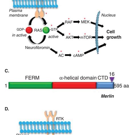 Structure And Function Of NF1 And NF2 Proteins A Structure Of The Download Scientific Diagram