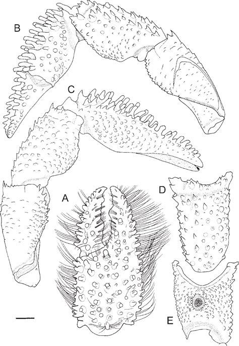Figure 1 From New Records And New Species Of The Hermit Crab Genus