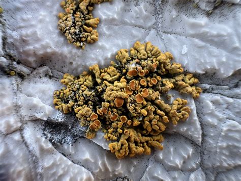 Stecci Stecci Biodeteriogens Assessment Wp2 And Wp3 Unsa And Unspmf 11 August 2024 Site