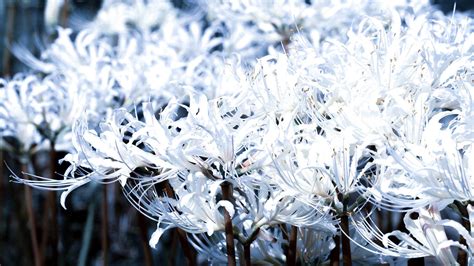 Frozen Spider Lily