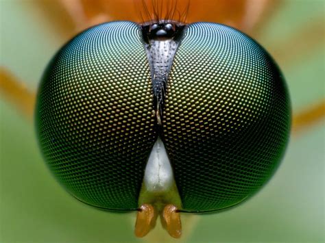 The Fascinating World Of Dragonflies One Of Our Most Aerodynamic