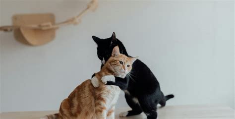 Cat Sex Mating Behavior Pregnancy And Care Guide