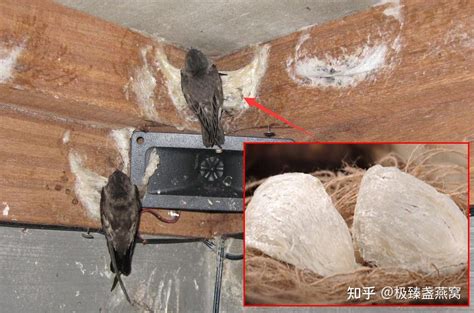 洞燕和屋燕的区别，哪种燕窝值得买？ 知乎