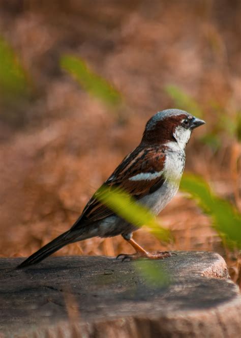 Oiseau Passereau Photos Télécharger Des Images Gratuites Sur Unsplash