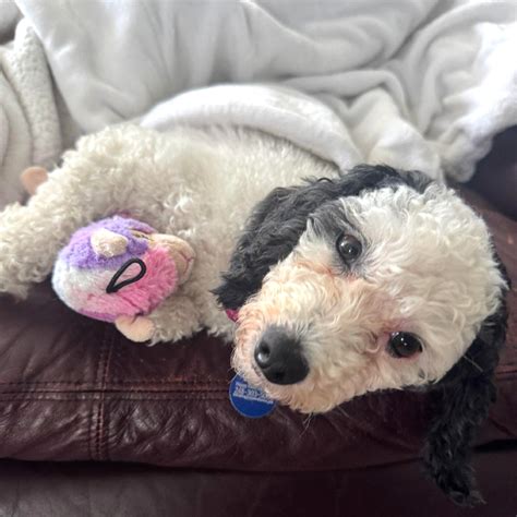 Happy Meet Pixel — The Snuggle Pro With A Heart Of Gold 🐾 📍 Location Metro Detroit Foster