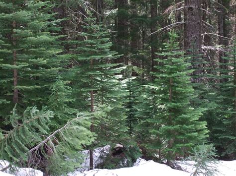 Subalpine Fir Abies Lasiocarpa Native Plants Pnw