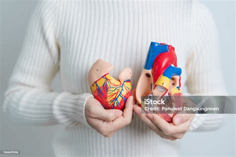 인간의 심장 모델을 들고 있는 여자 심혈관 질환 죽상 동맥 경화증 고혈압 심장 판막 심장 대동맥 폐창 세계 심장의 날 및 건강 개념 9월에 대한 스톡 사진 및 기타 이미지