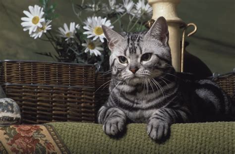 How Long Do American Shorthair Cats Live Average Lifespan Data And Care