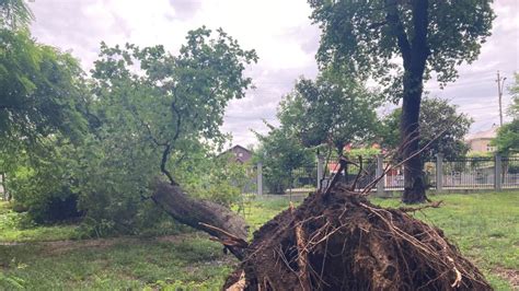 უხვმა ნაქლექმა ზუგდიდის ბოტანიკური ბაღი დატბორა