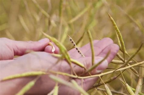 Canola Corn Soy Traits To Move Forward With China Approvals Country