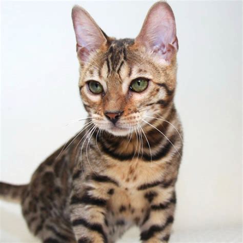 Pixie Face Rising Sun Farm