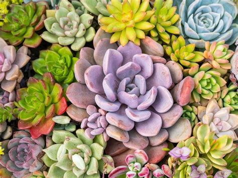 Different Succulent Colors Choosing Bright Colorful Succulents