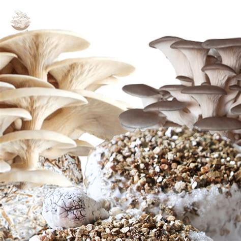 Micelio Seta Gris Blanca Funset Mx