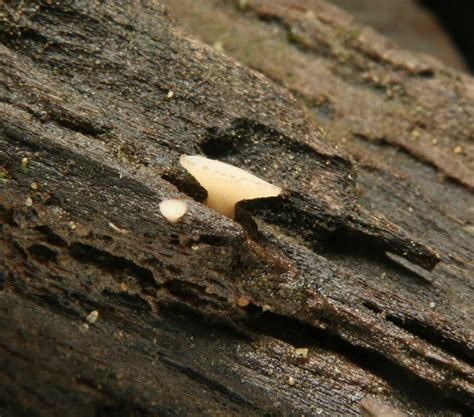 Tatraea Macrospora From Clarion County Pa Usa On September 23 2022 At 12 38 Pm By Cara
