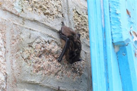 Serotine Bat From Morbihan Bretagne Fr On August 18 2023 At 1247 Pm By Leskinnere · Inaturalist