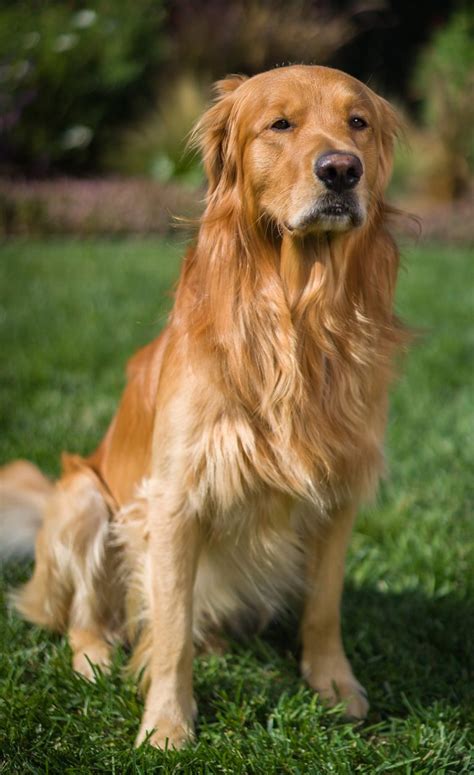Golden Retriever Dark