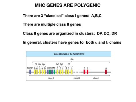 Ppt Understand Mhc Diversity And Implications On Immunity Powerpoint Presentation Id 9605196