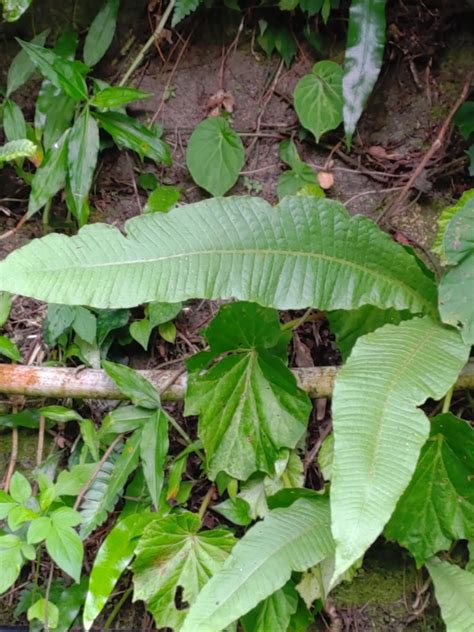 Microsorum Membranaceum From 365台灣苗栗縣泰安鄉梅園村 On October 3 2023 At 0208