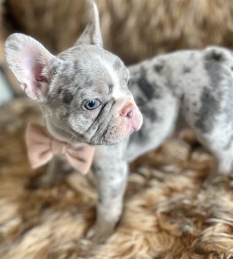 Ian Blue Merle French Bulldog Male Ready Jan 18th Reserved The