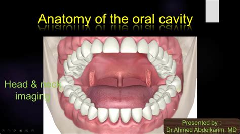 Oral Cavity