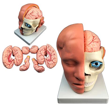 Buy Fgvbc Human Head With Brain Model Human Brain Model Show Half