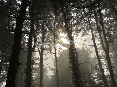 Nature 자연 일출 숲 삼림 사진이미지일러스트캘리그라피 Prnate작가