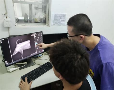 川农学子用AI守护动物健康凤凰网河北 凤凰网