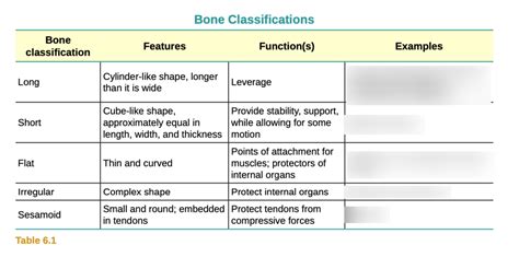 Bio 201 Chapter 6 2 Bone Classification Table Diagram Quizlet